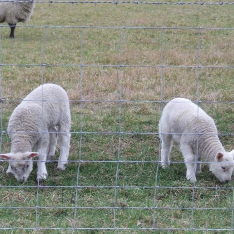 C8/80/15 Glavanised Hinge Joint Stock Net 50m | Metal Fence