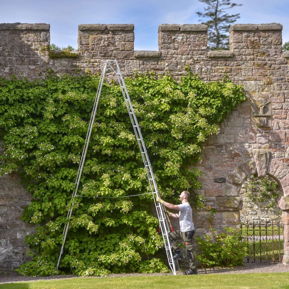 Hendon Standard Tripod Ladder | Hedge Cutting Ladders